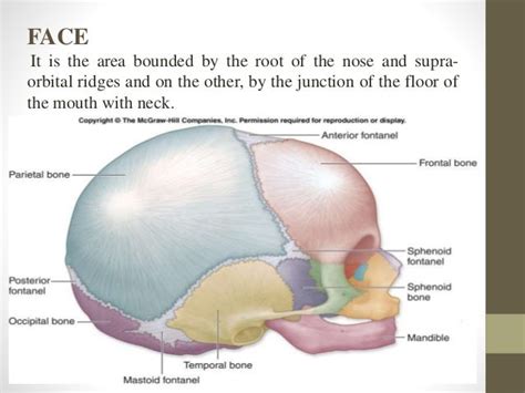 Fetal Skull Sutures