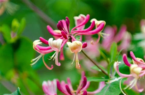 The Sweet Allure Of Honeysuckle Meanings Symbolism And Cultural