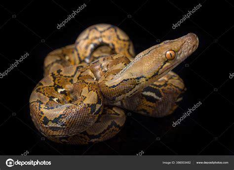 Reticulated Python Python Reticulatus Isolated Black Background Stock