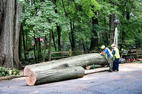 Tree Services Coatesville The Tree Connection