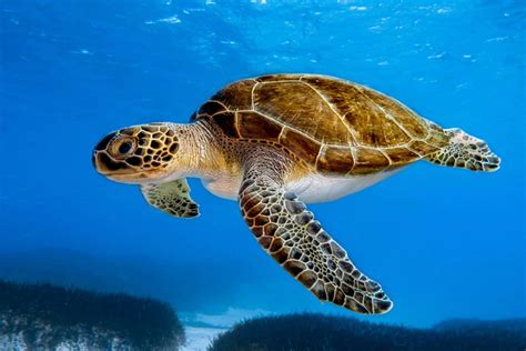 20 Most Endangered Marine Animals