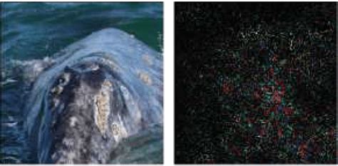 Deepfool 8 Examines The Robustness Of Neural Networks Very Small