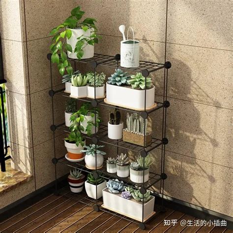 多肉植物的种植方法 光照篇 知乎