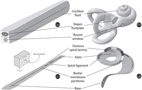 Basilar Membrane