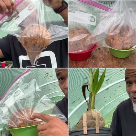Planting A Coconut Tree At Home From Seed To Palm Complete Gardening