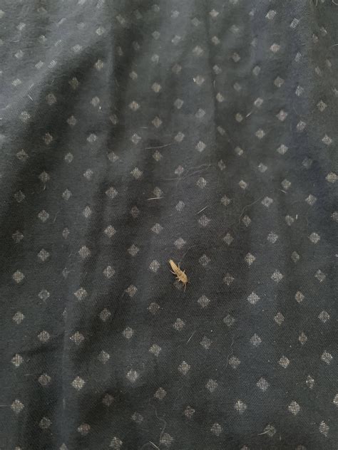 What Is This Bug Found In Houston Texas About 2 3cms Whatsthisbug