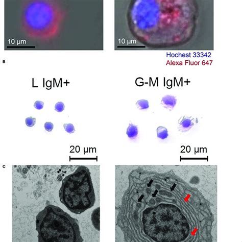 Comparison Of The Expression Of B Cell And T Cell Related Genes Among