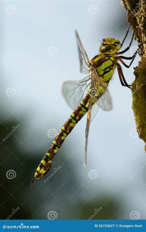 Aeshna Cyanea Stock Image Image Of Hawker Insects Beauty 26753627