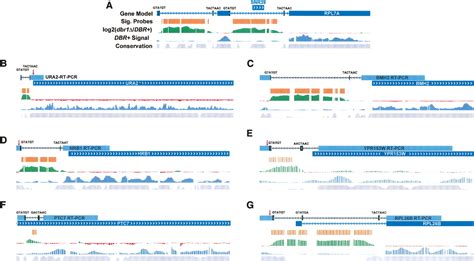 genome wide identification of spliced introns using a tiling microarray