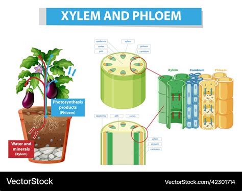 Xylem Cell Diagram Ks3 Reduced Layers Of Epidermal Cells And Cell Wall