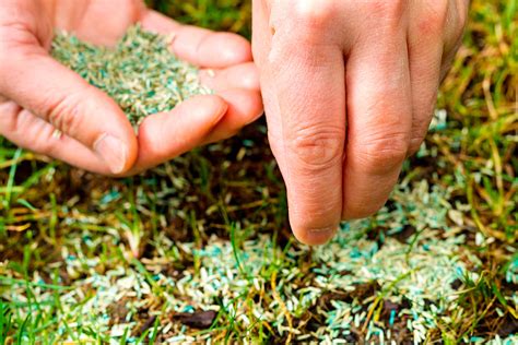 Mastering Hydroseeding A Deep Dive Into Grass Seed Selection And