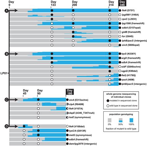 Fixation Of Mutations And Clonal Interference During Long Term Passage