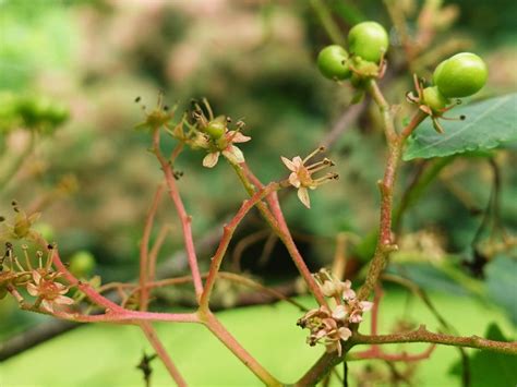 Picrasma Quassioides Trees And Shrubs Online