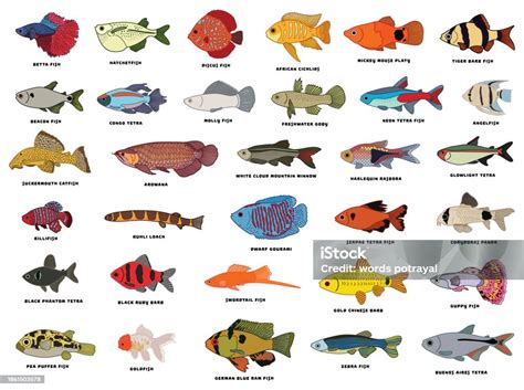 벡터 일러스트 레이 션 아이콘 세트 다른 물고기 와 함께 이름 아이콘 흰색 배경에 고립 물고기에 대한 스톡 벡터 아트 및 기타