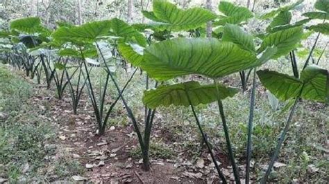 Lompong Batang Talas Yang Bernutrisi Dan Kaya Manfaat