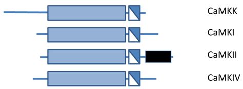 Calcium Signalling In Heart And Vessels Role Of Calmodulin And
