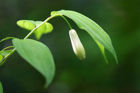 Disporum Sessile Houchakusou
