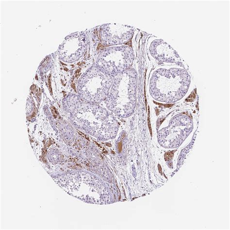Tissue Expression Of Apoe Staining In Testis The Human Protein Atlas