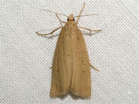 Chilo Luteellus Papallones