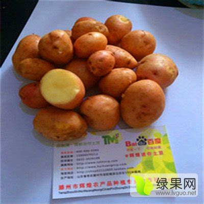 滕州土豆上货量大 中国小土豆诚信合作 土豆价格行情 蔬菜商情网