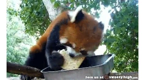 Red Panda  Imgur