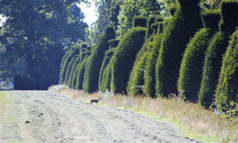 Clipsham Yew Tree Avenue Discover Rutland