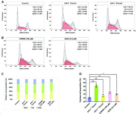 Kifc1 − − Extends The S Phase Of Cell Cycle A Cell Cycle Analysis In Download Scientific