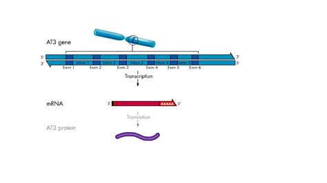 Transcription Introns And Exons Youtube