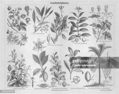 Psychoactive Plants Psychoactive Plants That Have Not Yet Been