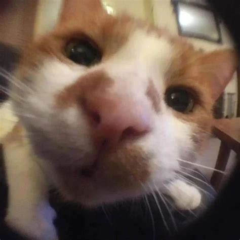 Pin De Nhut Linh En • A O • Mascotas Bonitas Gatos Bonitos Gatitos