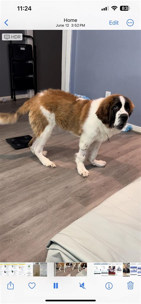 Weird Feet Rsaintbernards