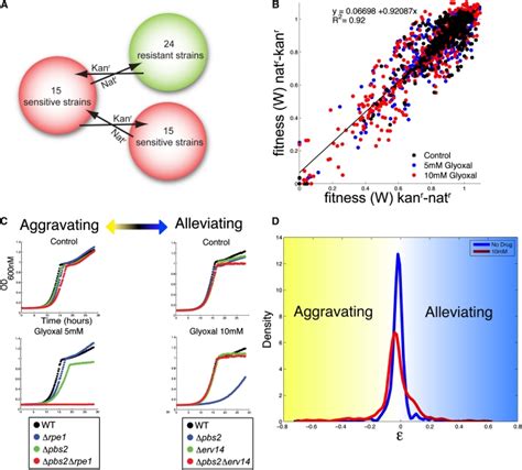 Quantitative Epistasis Analysis A Double Deletion Strains Were