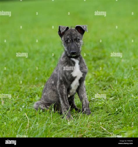 Long Haired Lurcher Puppies Atelier Yuwa Ciao Jp