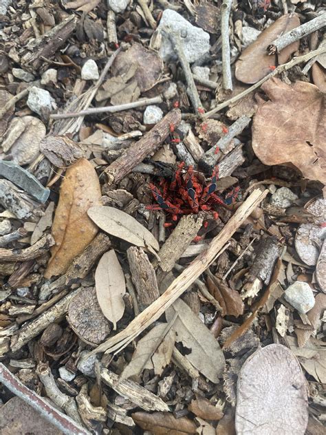 What Are These R Whatbugisthis