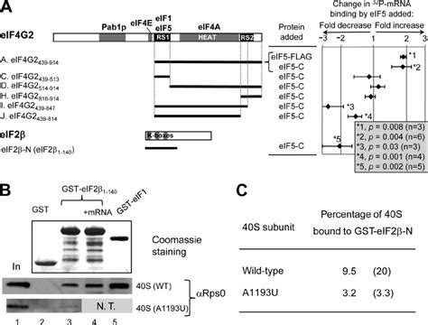 EIF5 Regulates MRNA Binding By EIF4G2 And EIF2 In Vitro A Primary