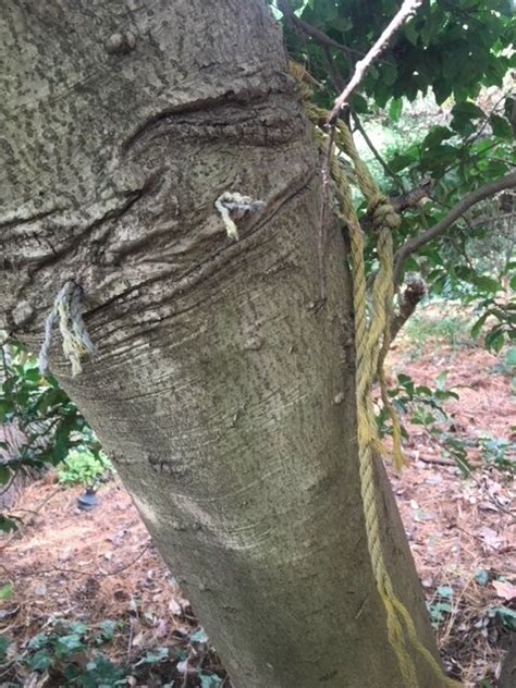 Kinky Roots What Tree Transplanting And Trauma Can Teach Us Body Metta Spore