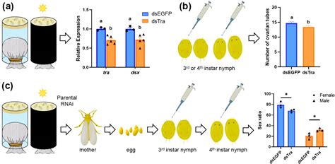 Transformer Is Involved In Female Sex Determination In Bemisia Tabaci Liu Insect Molecular