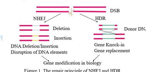 Figure 1 From Crisprcas9 Mediated Gene Editing Technology In Fruit
