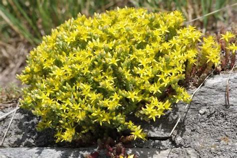 Sedum Sexangulare Die Wildstaudengärtnerei Ag