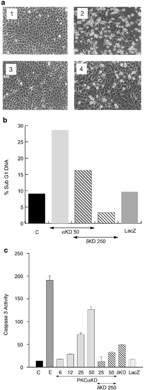 Apoptosis Induced By Inhibition Of Pkc Requires Pkc Activity A