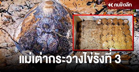 สุดปลื้ม เต่ากระ แม่เพรียง ขึ้นวางไข่ 139 ฟอง ต่อเนื่องรังที่ 3 บนเกาะทะลุ คมชัดลึก