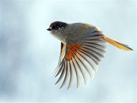 鳥の翼は飛行フラップ HD写真壁紙プレビュー 10wallpaper