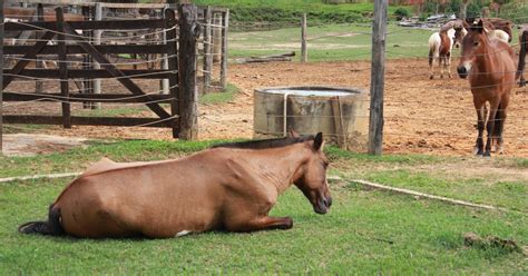 Manejo Para Prevenção De Cólica Equina Nutrição E Cuidados Básicos
