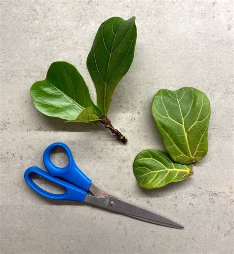 The Fiddle Leaf Fig Propagation Guide Teak And Terracotta