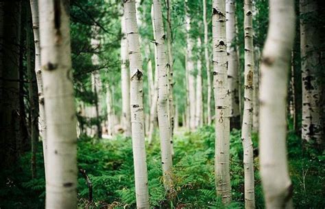 Pin By Cynthia Mickens On Tree Hugger Tree Hugger Tree Beautiful Homes