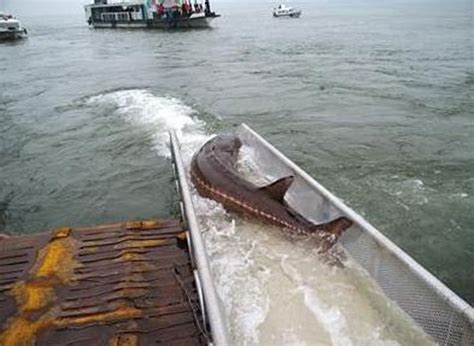 Chinese Sturgeon Risk Extinction After Dam Construction China