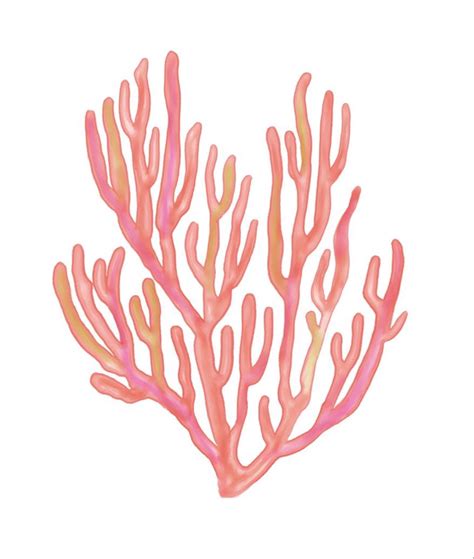 Pin De Wanouk En Quick Saves En 2024 Acuarela De Coral Dibujo Del