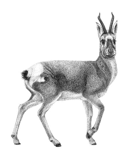 Редкие кадры дикой природы Behance