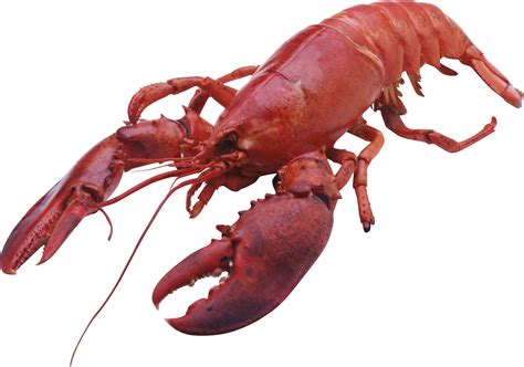 Lobster PNG