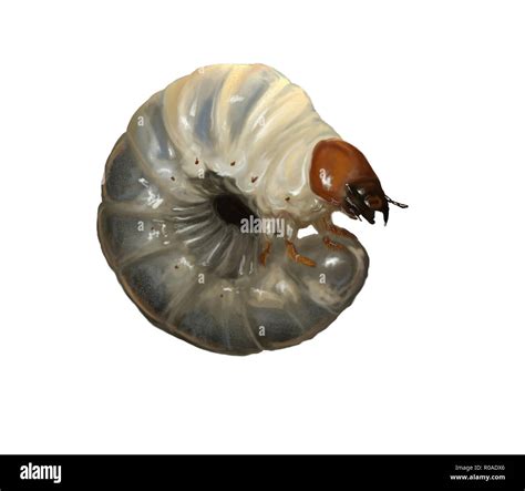 Stag Beetle Larva Banque De Photographies Et Dimages à Haute